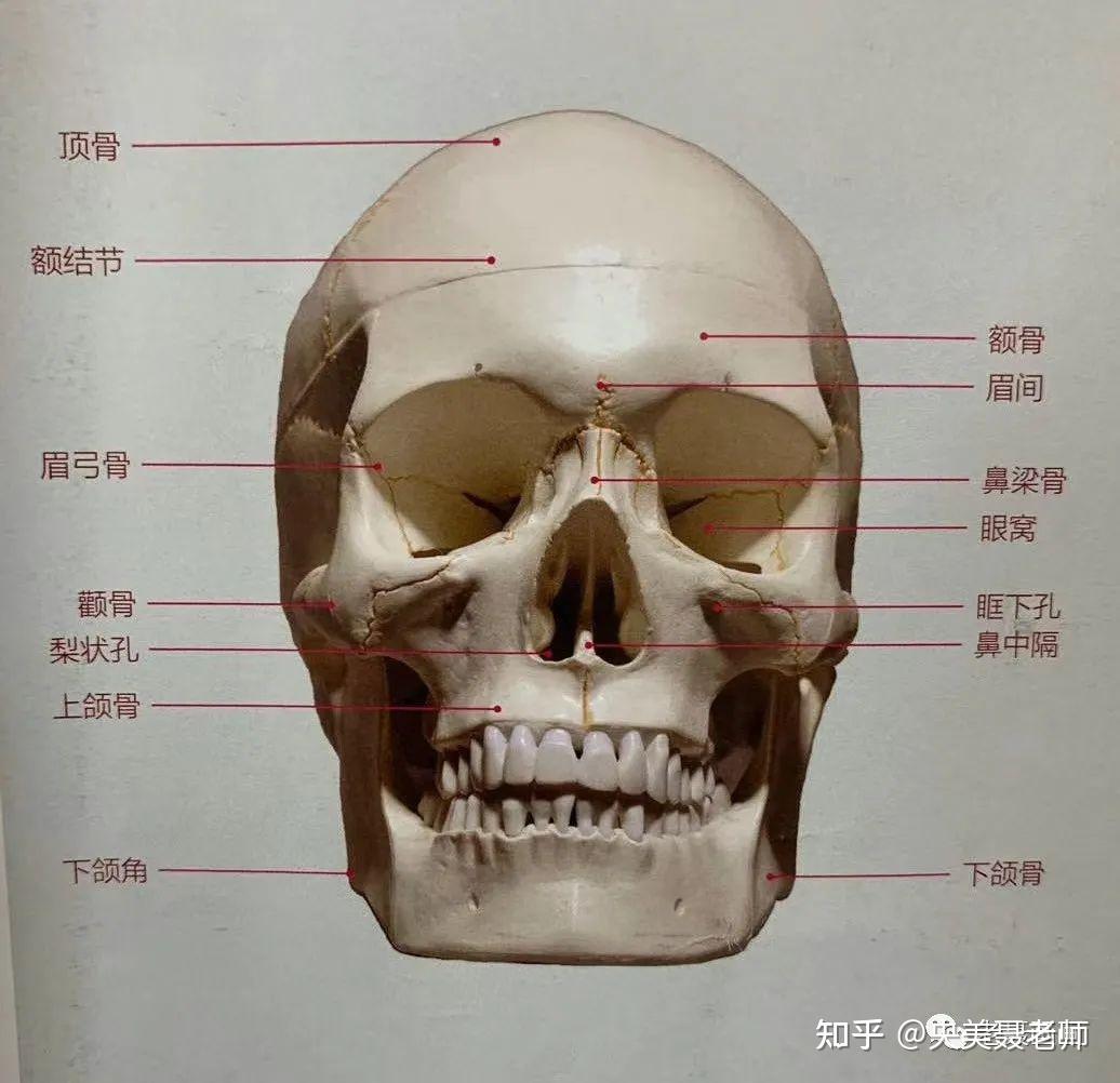 认识头骨以及步骤图 - 知乎