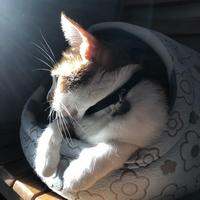 ASPICE介绍之SWE.4,SWE.5,SWE.6 - 知乎