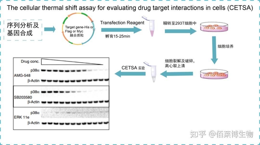 蛋白与药物互作专题八：免纯化微量热泳动 (MST) 和细胞热迁移 (CETSA) 在分子互作中的应用 - 知乎
