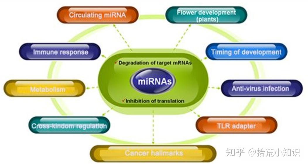 关于【miRNA】，你了解多少？ - 知乎