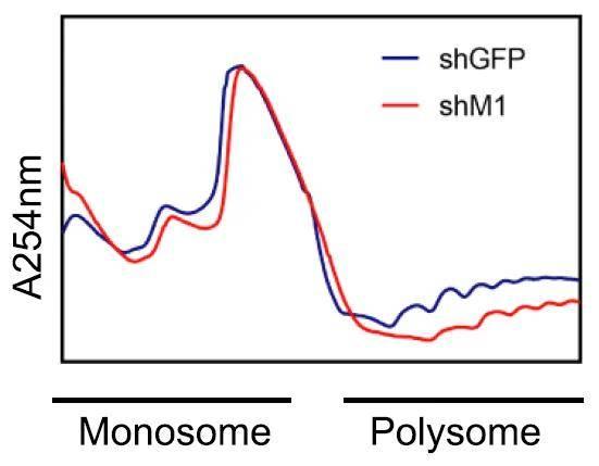 翻译组学测序研究利器|Ribo-seq&Polysome-seq - 知乎