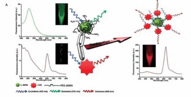 Ce6共价修饰树枝状聚合物PAMAM/SH-PEG-NH2-Ce6 巯基-聚乙二醇氨基-光敏剂Ce6 - 知乎