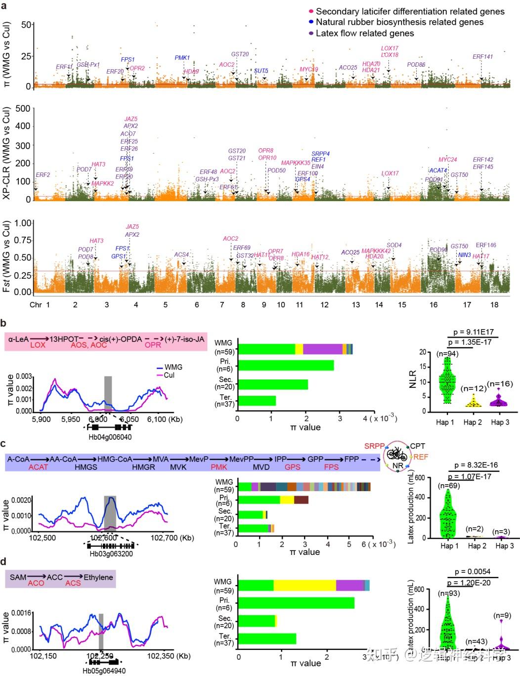 Nat Commun︱中国热科院田维敏团队揭示橡胶树驯化的遗传机制 - 知乎