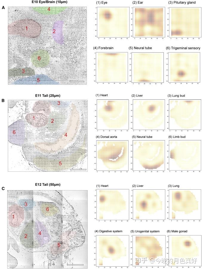 单细胞文章打卡77-DBiT-seq-10um解析度的空间转录组 - 知乎