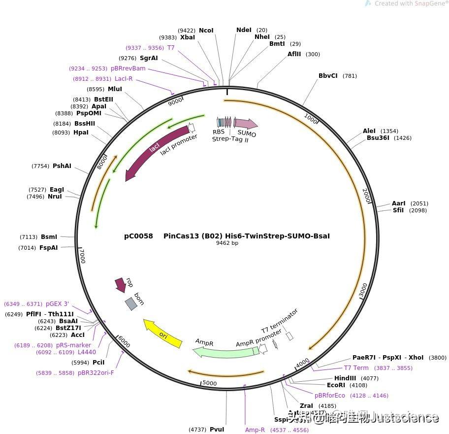shRNA序列设计：一个较为特殊的案例 - 知乎