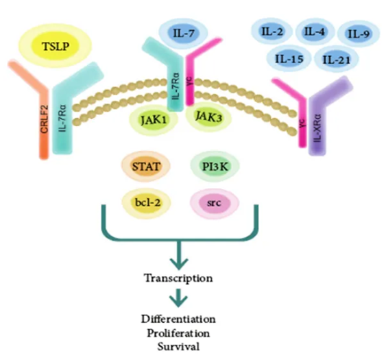 IL-7：一种可能被低估的肿瘤治疗利器 - 知乎