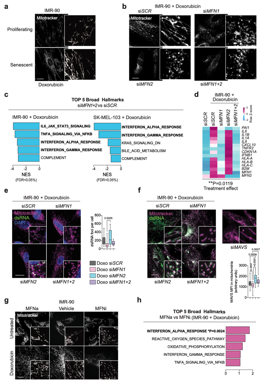 Nature子刊丨线粒体 dsRNA 释放到细胞质是衰老细胞炎症表型的关键驱动因素 - 知乎