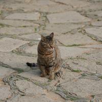 CVPR2025 | Dinomaly：极简 Transformer 实现多类无监督异常检测 - 知乎