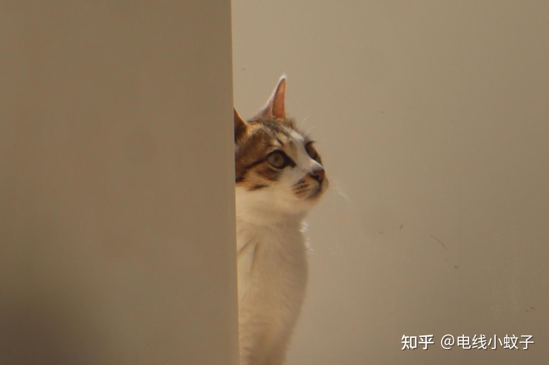 WDZR-RYSP是什么电线? - 知乎