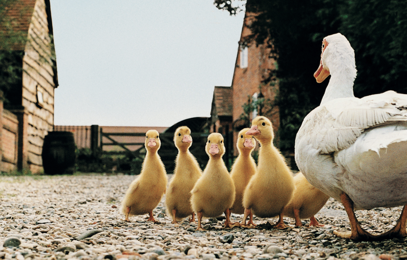 战略与执行-IBM业务领导力模型（BLM）