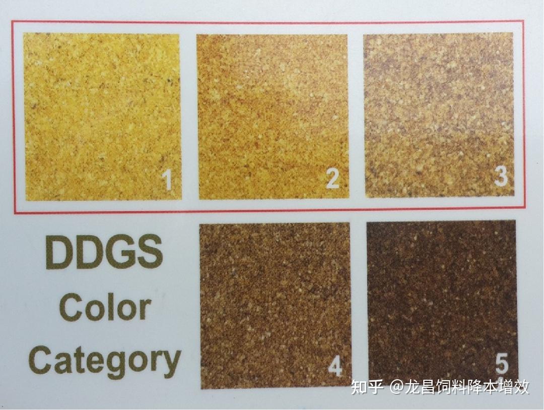 浅谈玉米DDGS质量控制问题！ - 知乎