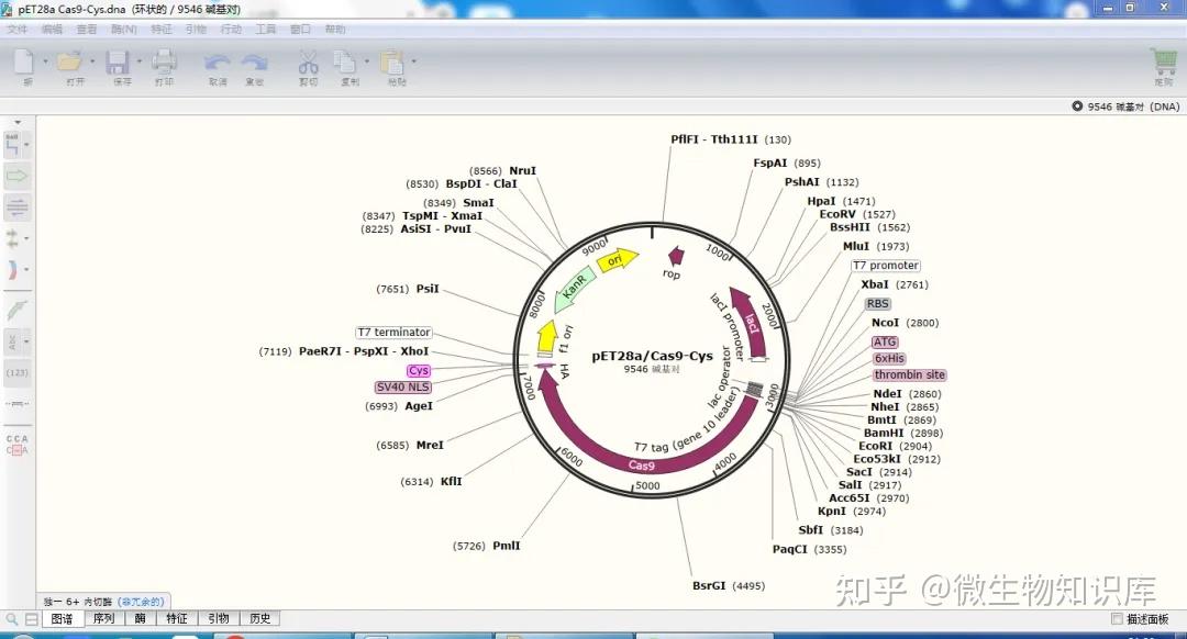 Snapgene构建重组质粒（表达载体）超详细攻略 - 知乎