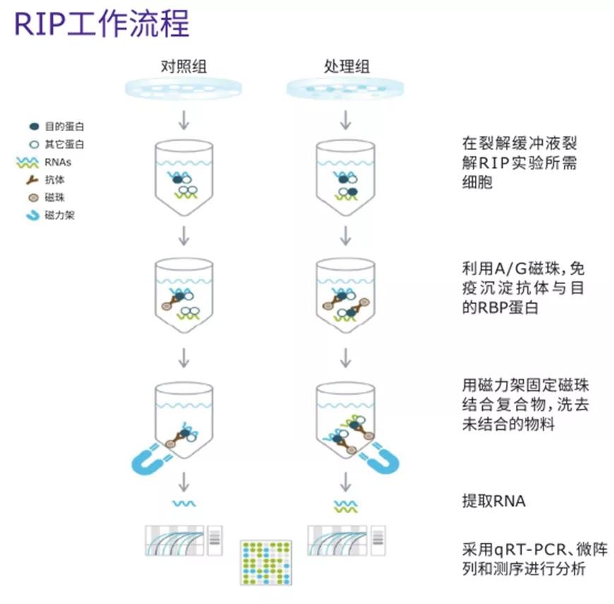 超详细RIP实验流程|RIP专题 - 知乎