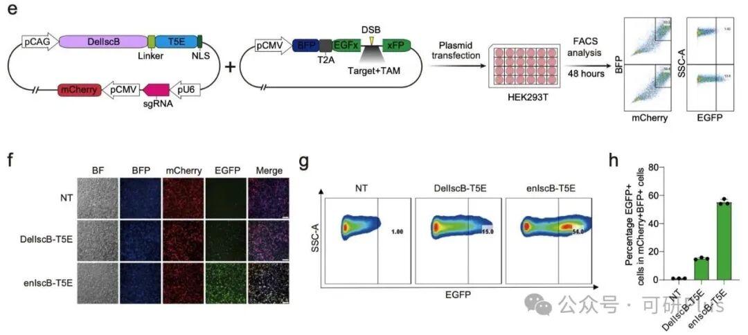 NC | 仅457aa！Cas9“老祖宗”变身超强微型编辑器，中科院田勇团队开发enDelIscB系统，编辑效率提升近50倍 - 知乎