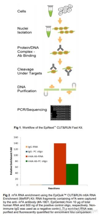 CUT&RUN Fast和CUT&Tag In-Place-Sequencing - 知乎