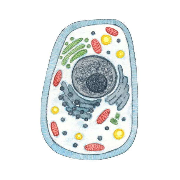 论文如何发表:AMERICAN JOURNAL OF PHYSIOLOGY-CELL PHYSIOLOGY - 知乎