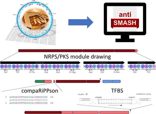 antiSMASH 国内安装教程 - 知乎