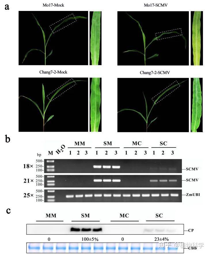 沈阳农大吴元华教授团队在SCMV致病相关ceRNA-vsiRNA-mRNA网络方面取得进展 - 知乎