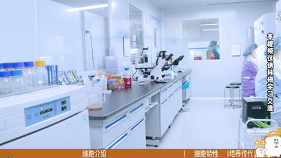 E0771细胞培养，小鼠髓样乳腺癌细胞培养攻略 - 丰晖生物 - 知乎