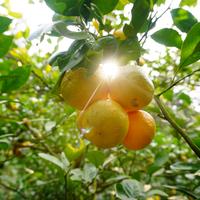 miRanda（通过circRNA的sequence来预测靶向的miRNA） - 知乎