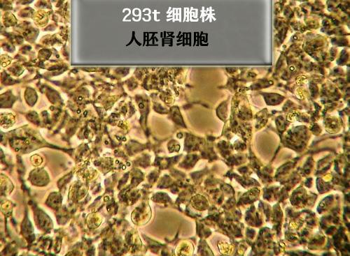 HEK293细胞系有哪些? - 知乎