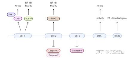 XIAP蛋白结构及功能介绍 - 知乎
