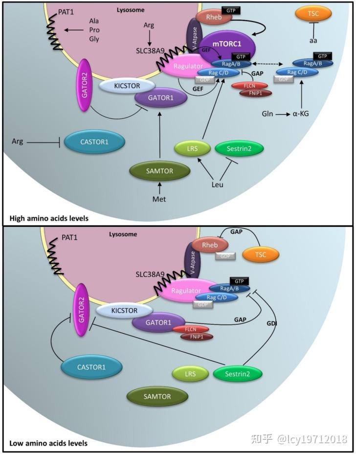 mTOR信号通路（三） - 知乎