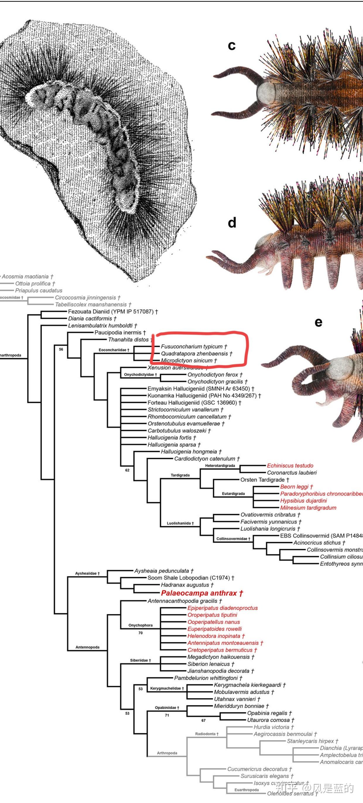 叶足动物门 Lobopodia的梳理 - 知乎