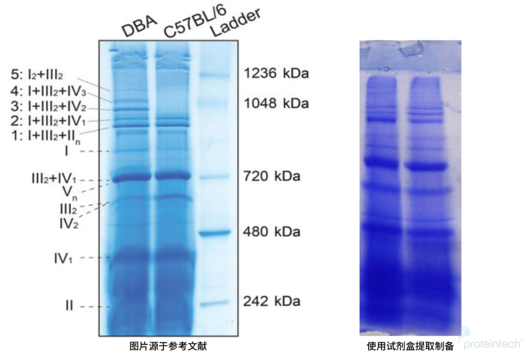 实例分享 | 线粒体样本的提取、鉴定及应用 - 知乎
