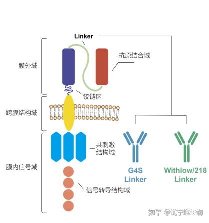 高效CAR阳性率检测！抗G4S linker 和 Whitlow/218 Linker 流式技术来了~ - 知乎