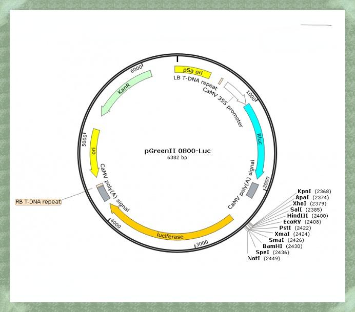 pGreenII 0800-Luc Plant Expression Vector 植物表达载体有哪些功能特点？使用方法是什么 - 知乎