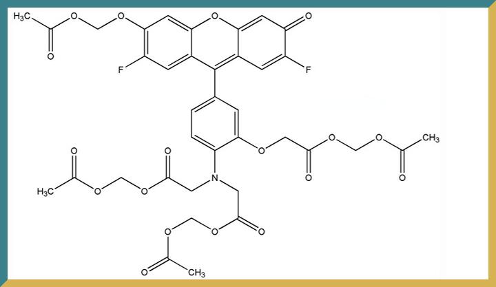 镁离子探针Mag-Fluo-4 AM（Cell Permeant）的特性与优势 - 知乎