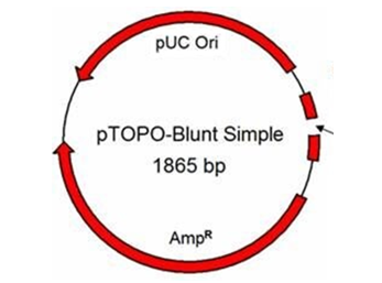 TOPO-Blunt Simple Lightning Cloning Kit - 知乎