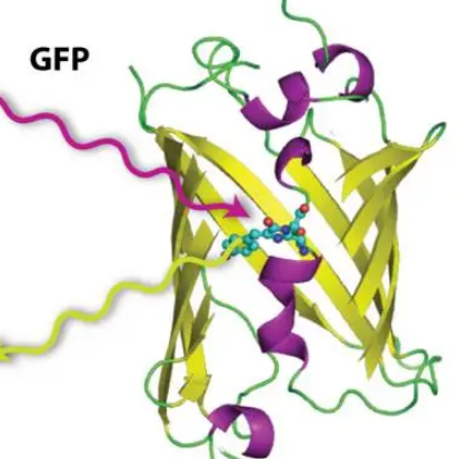 Deferoxamine-PEG-GFP， 去铁胺-聚乙二醇-绿色荧光蛋白 - 知乎