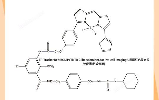 ER-Tracker Red, for live-cell imaging内质网红色荧光探针介绍 - 知乎