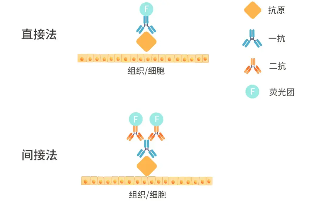 免疫细胞化学/免疫荧光 (ICC/IF) 实验操作全流程! 一看就懂噻~ | MedChemExpress (MCE) - 知乎