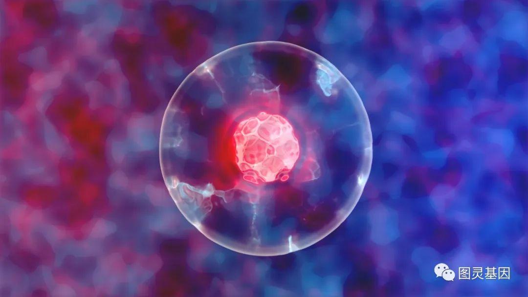 Nature | 新的重编程方法产生原始态人类诱导多能干细胞 - 知乎