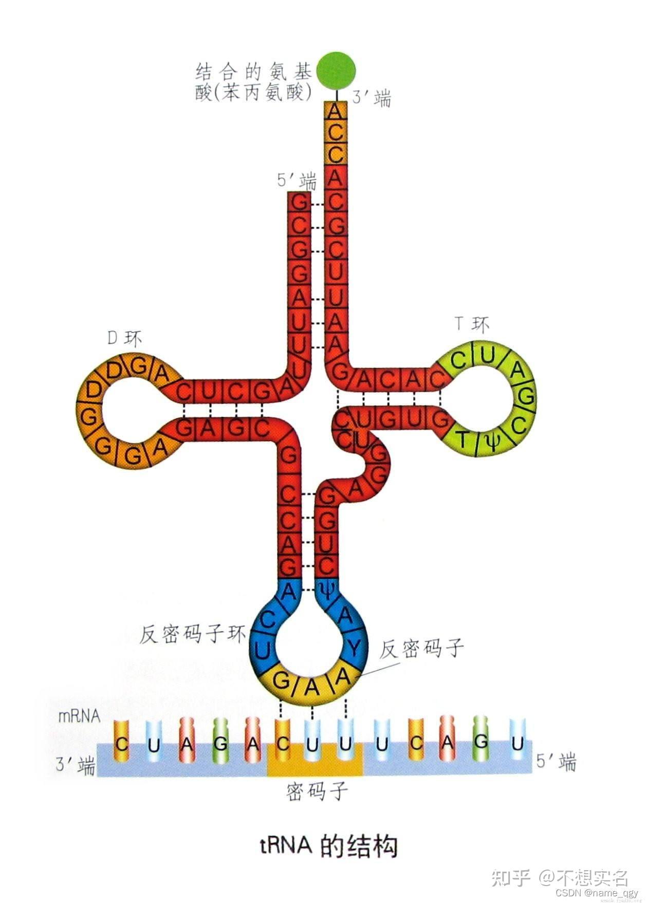 带有反密码子的tRNA如何与氨基酸特异性结合？ - 知乎