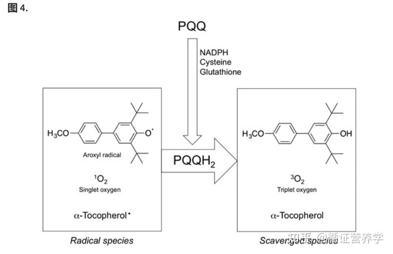 功能营养篇-吡咯喹啉醌/PQQ（Pyrroloquinoline quinone） - 知乎