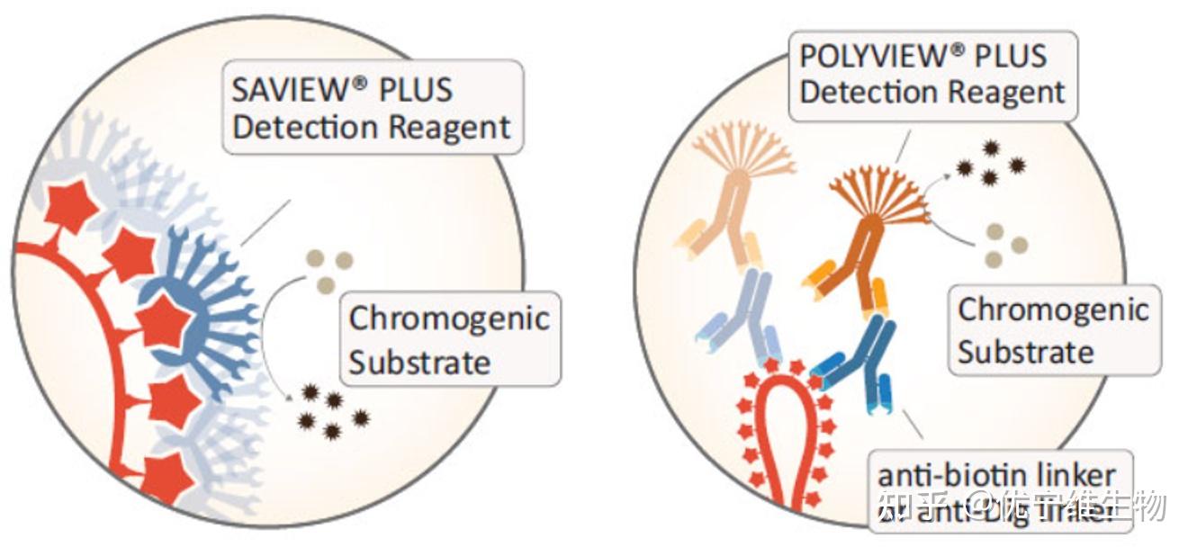 遗传学检测方法：荧光原位杂交（FISH）vs 微整列比较基因组杂交（aCGH） - 知乎