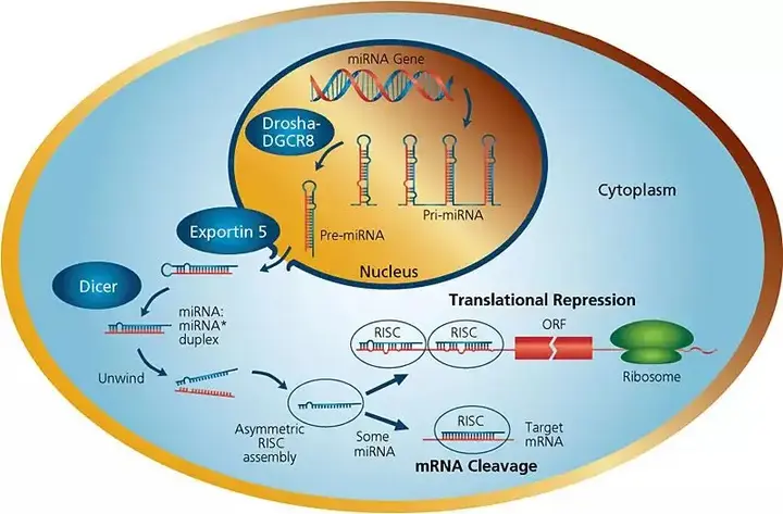 什么是microRNA？它的发现和研究进展对生物医学界有何重大意义？来一起看一看吧！ - 知乎