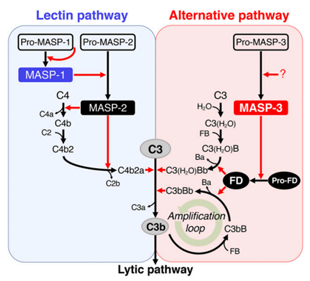 MASP-3，补体药物开发又一潜力靶点 - 知乎