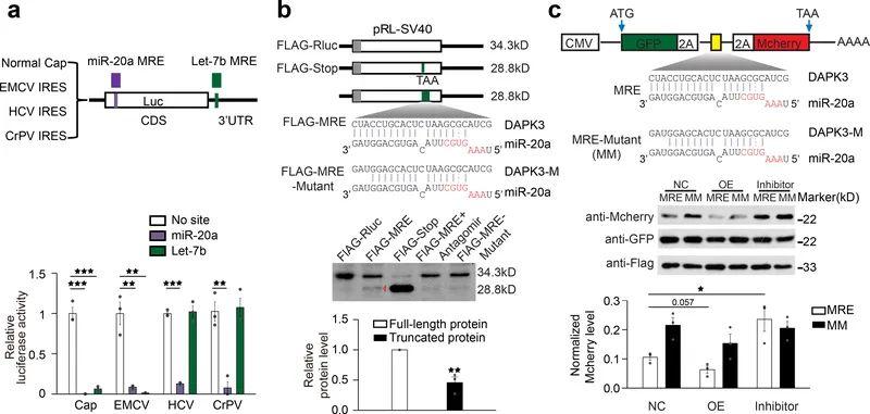 miRNA靶点位于mRNA CDS区的研究 - 知乎