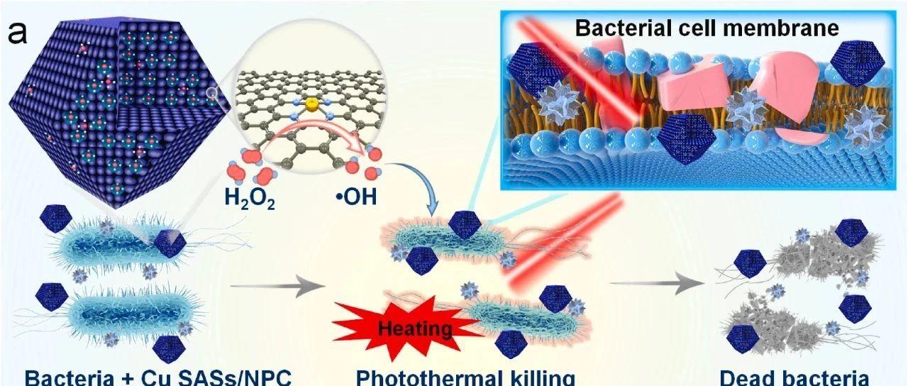 【Bioact.Mater.】具有光热性能和增强纳米酶活性的铜单原子催化剂用于细菌感染的伤口治疗 - 知乎