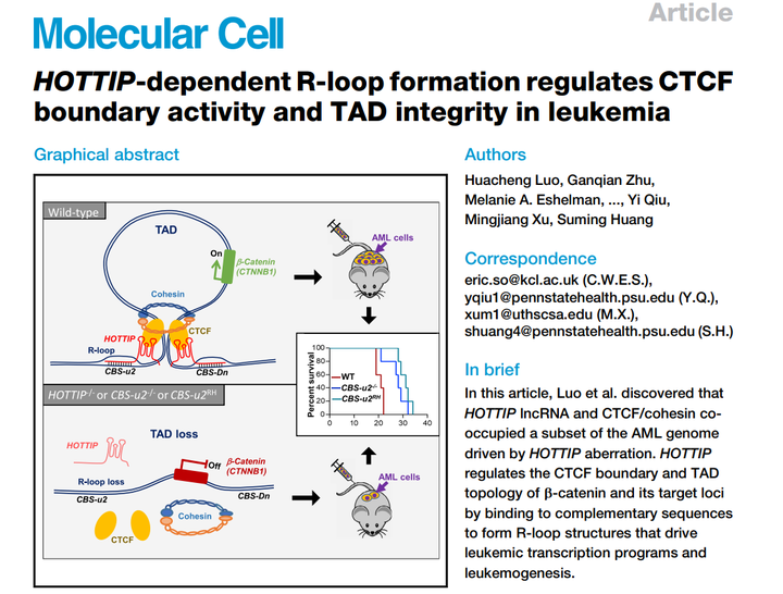 文献阅读随记：Mol Cell-2022-lncRNA+R-loop+CTCF+AML - 知乎
