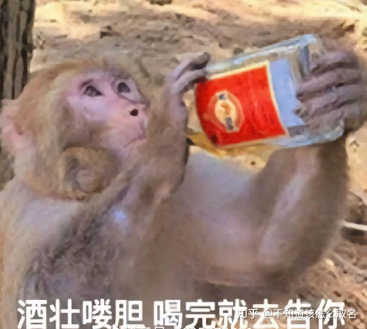猴子表情包汇总 - 知乎