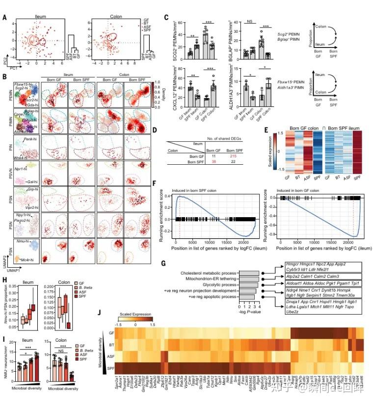 【Science】单细胞+Perturb-seq｜肠神经系统如何响应微生物群与2型炎症？最新研究揭示区域特异性机制 - 知乎