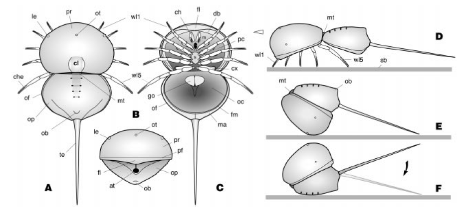 【地球演义】铁虿狰狞9：巨鲎末路 - 知乎