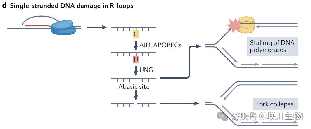 万字综述：R-Loops和RNA-DNA杂合片段的起源、机制及生物学意义 - 知乎
