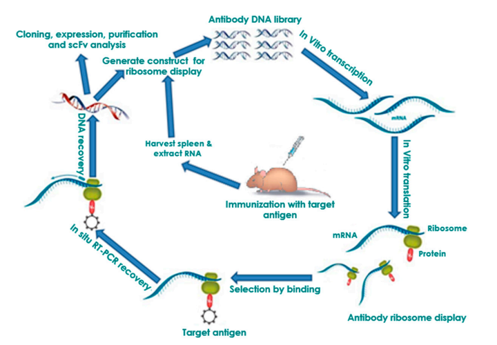 核糖体展示（Ribosome Display） - 知乎